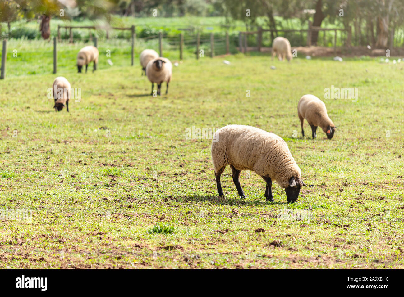 Livestock farming australia hi-res stock photography and images - Alamy