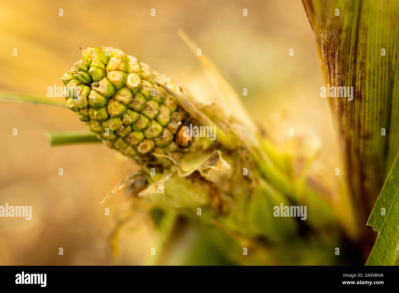 Maize yellow hi-res stock photography and images - Alamy