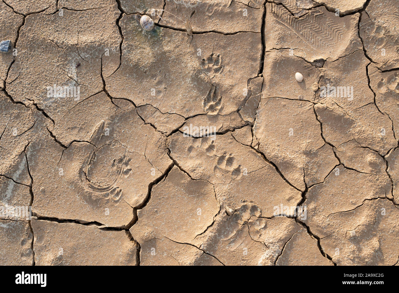 Dry cracked ground with human and animal footprints. Dried background ...