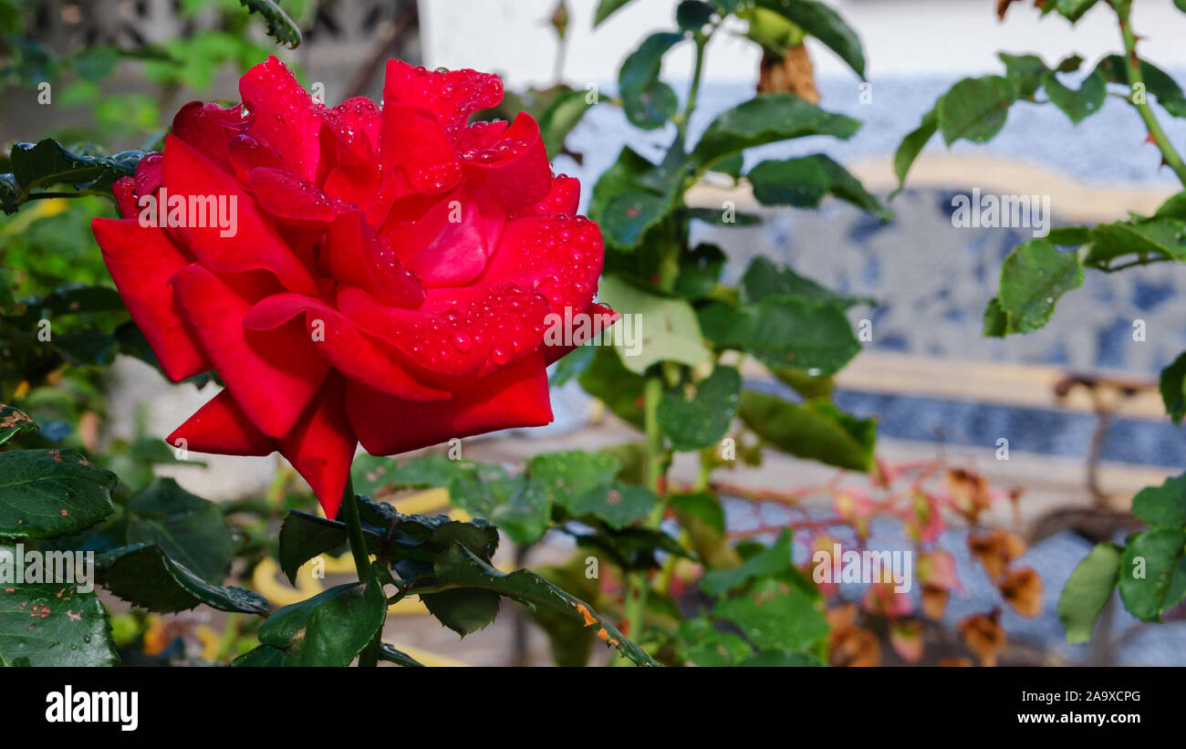 Beautiful wild red rose with green leaves growing garden. Beautiful ...