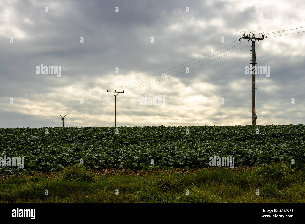 Electric columns against the field against the sky landscape ...