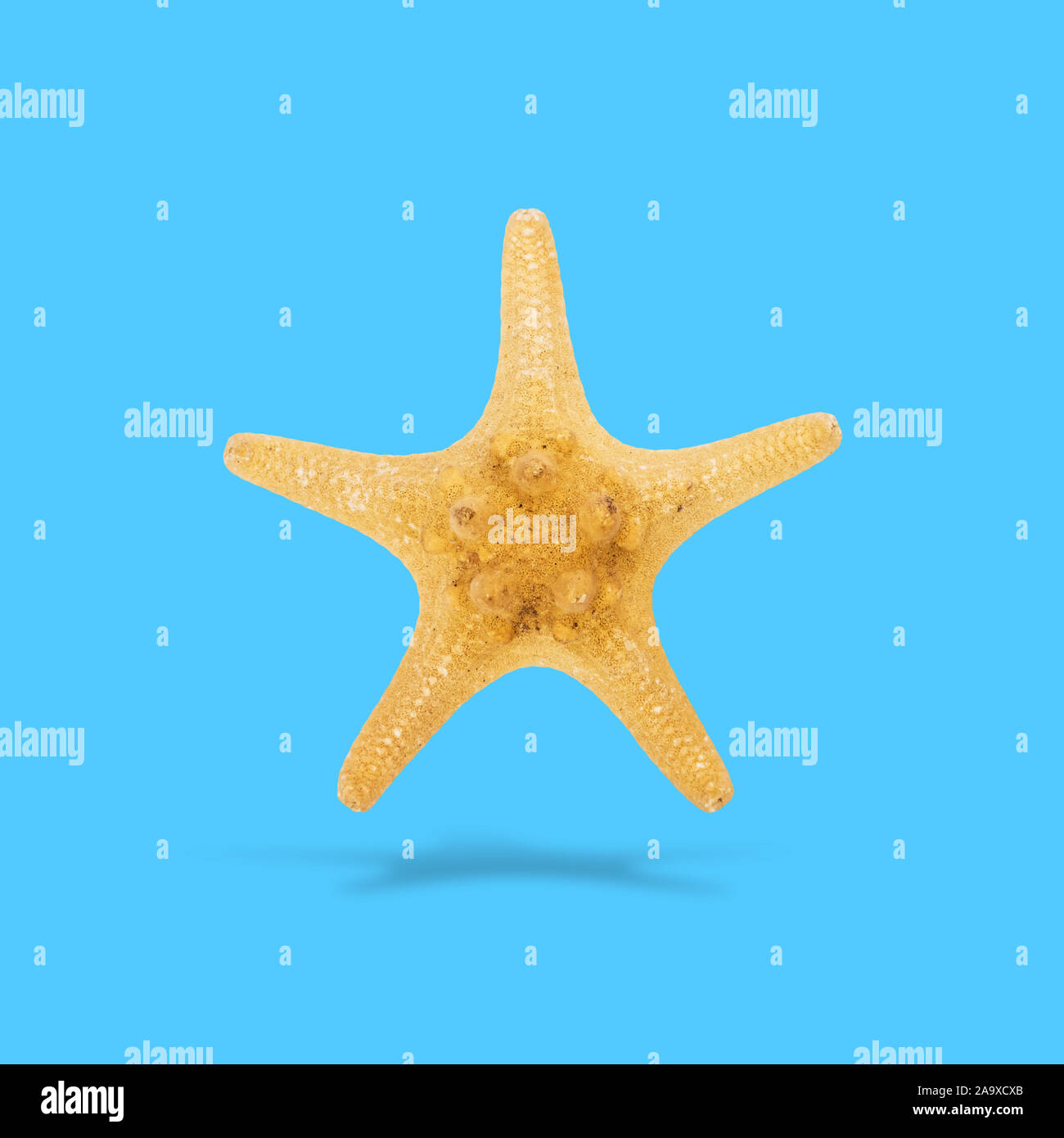 Minimal concept with jumping starfish object on blue background Stock ...
