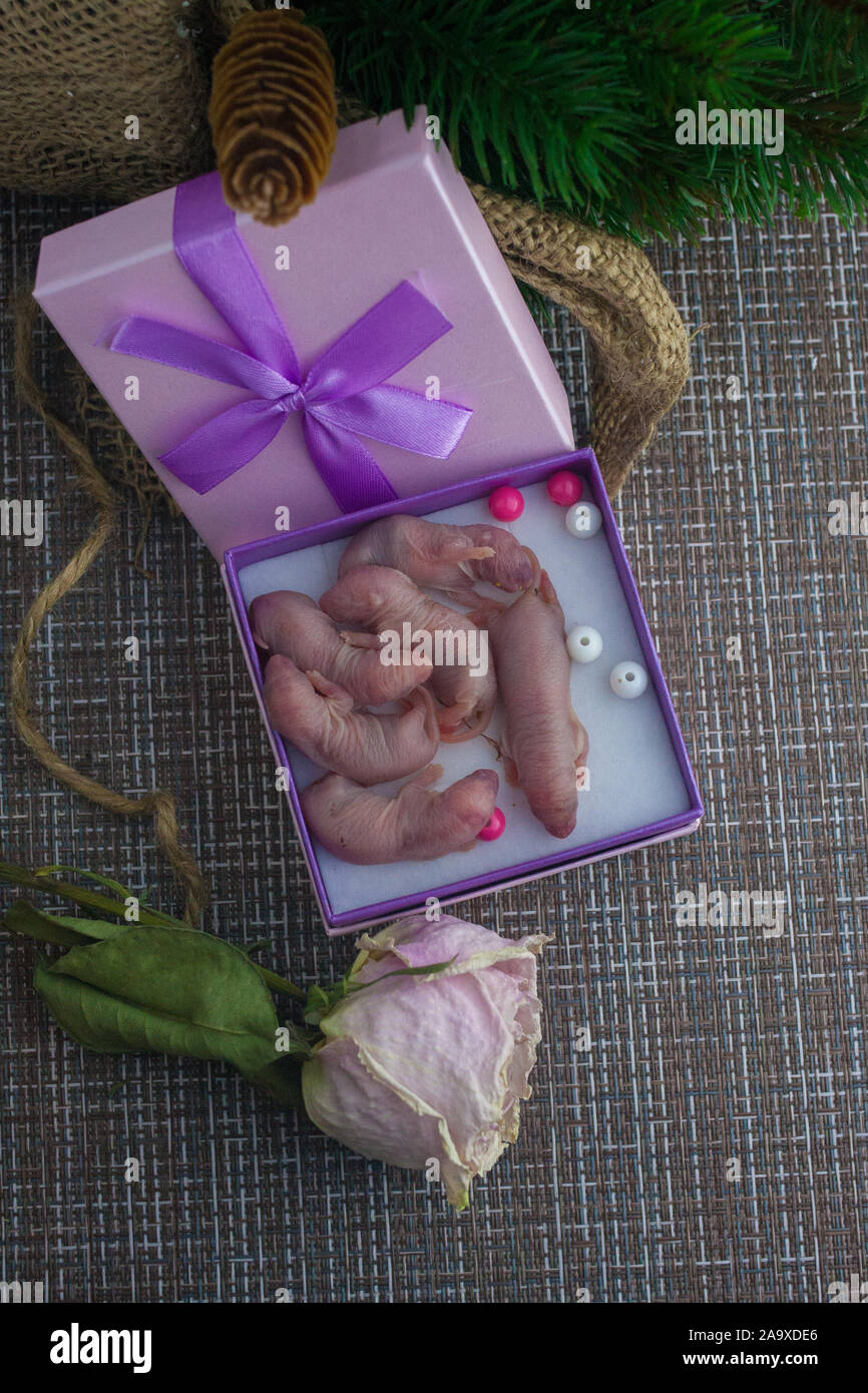Rat is a symbol of 2020. Rats in a gift box. Rat is a delicacy. Exotic ...