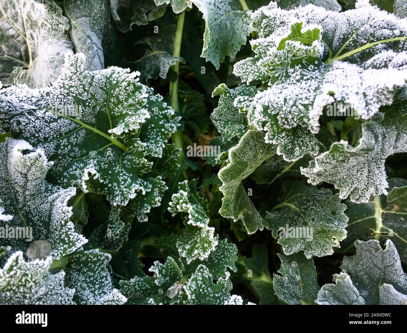 Frozen crop on the field, frozen plant leaves Stock Photo - Alamy