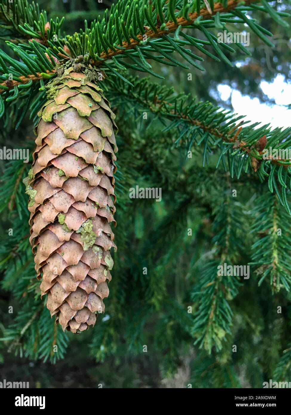 Large cone hi-res stock photography and images - Alamy