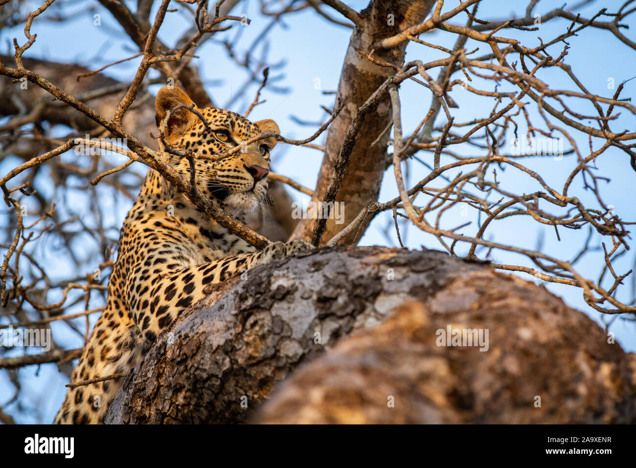 A leopard, Panthera pardus, lies in a tree, ears forward, alert Stock ...
