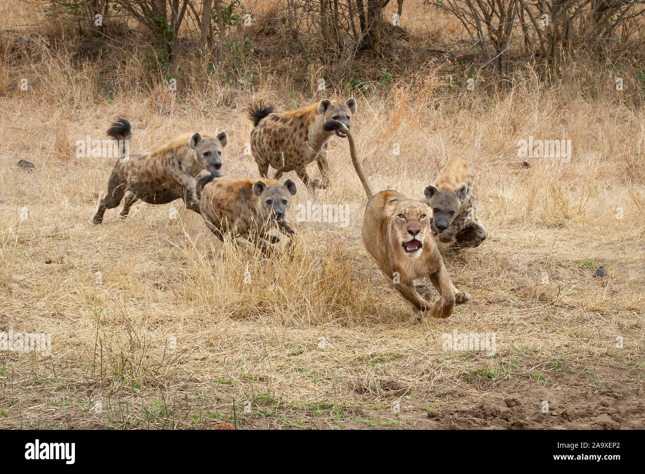 Lioness Running