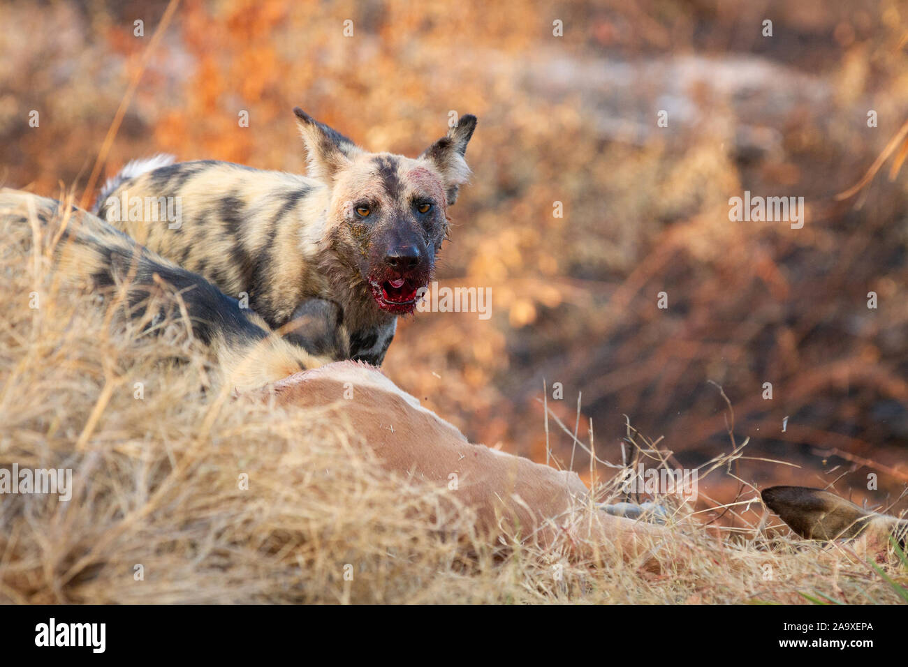 Lycaon pictus blood hi-res stock photography and images - Alamy