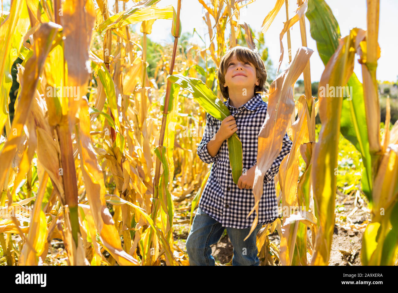 portrait of 6 year old boy in corn field Stock Photo - Alamy