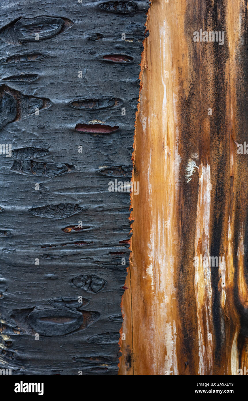 Close up of fire damaged tree, with black charcoal and untouched bark ...