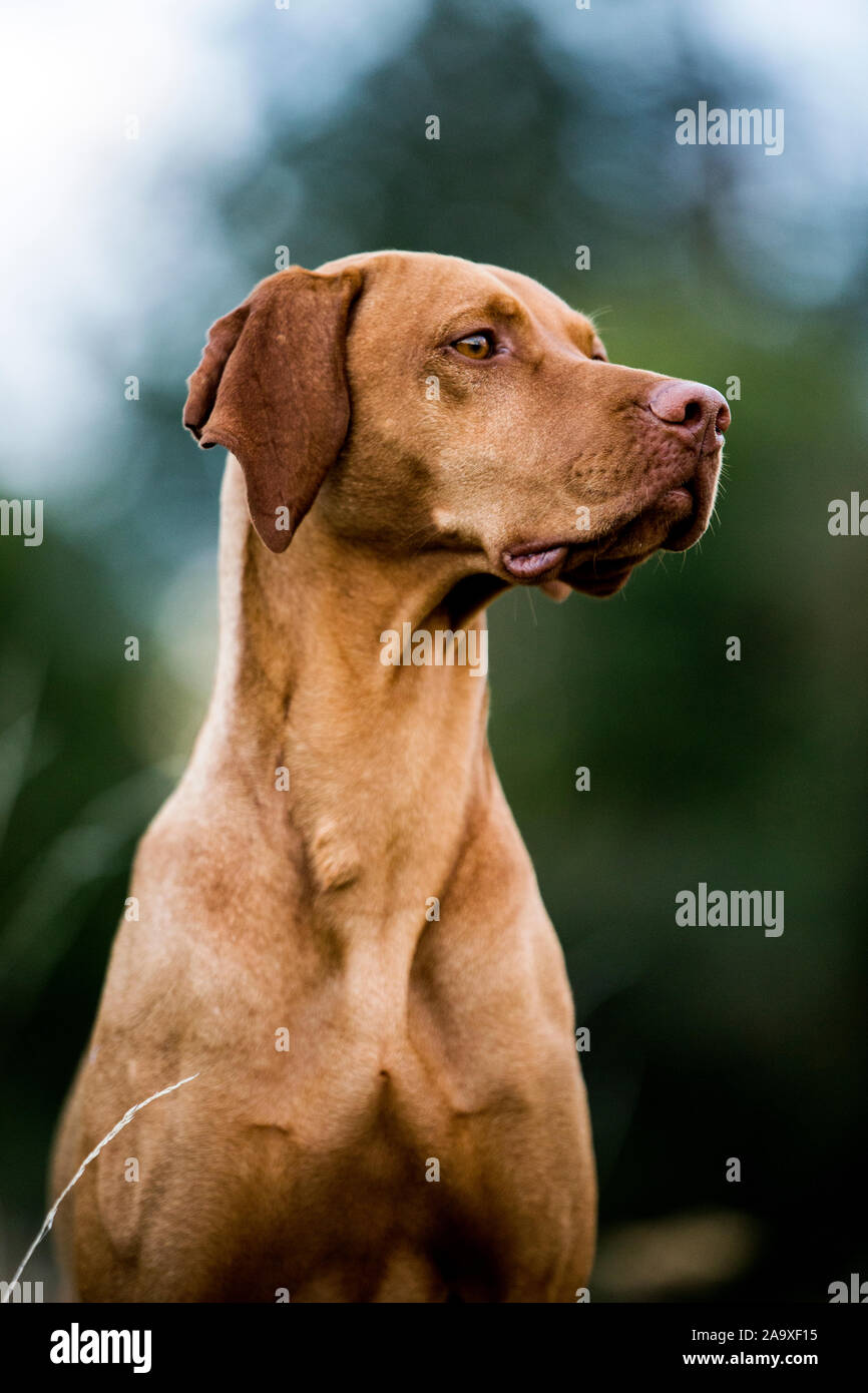 Portrait of Vizla dog Stock Photo - Alamy