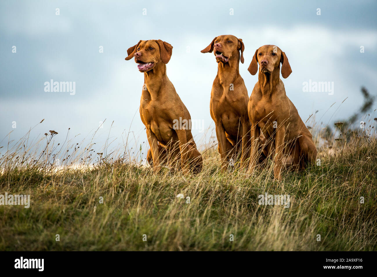3 dogs sitting hi-res stock photography and images - Alamy