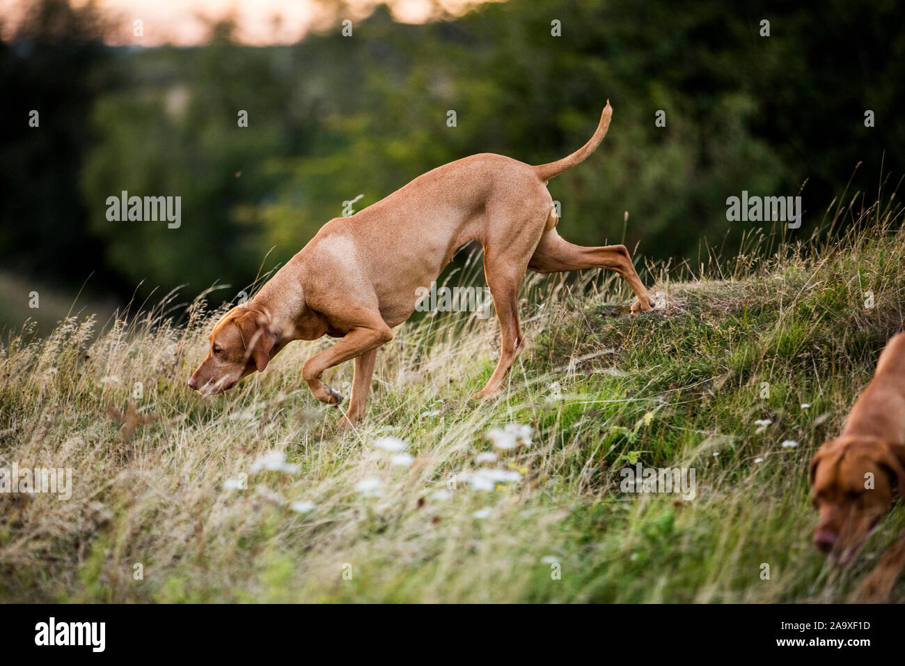 Sniffing ground hi-res stock photography and images - Alamy