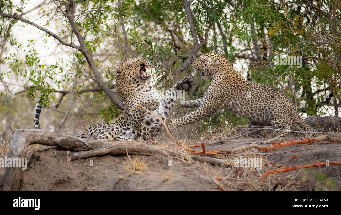 A male and female leopard, Panthera pardus, fight with each other ...