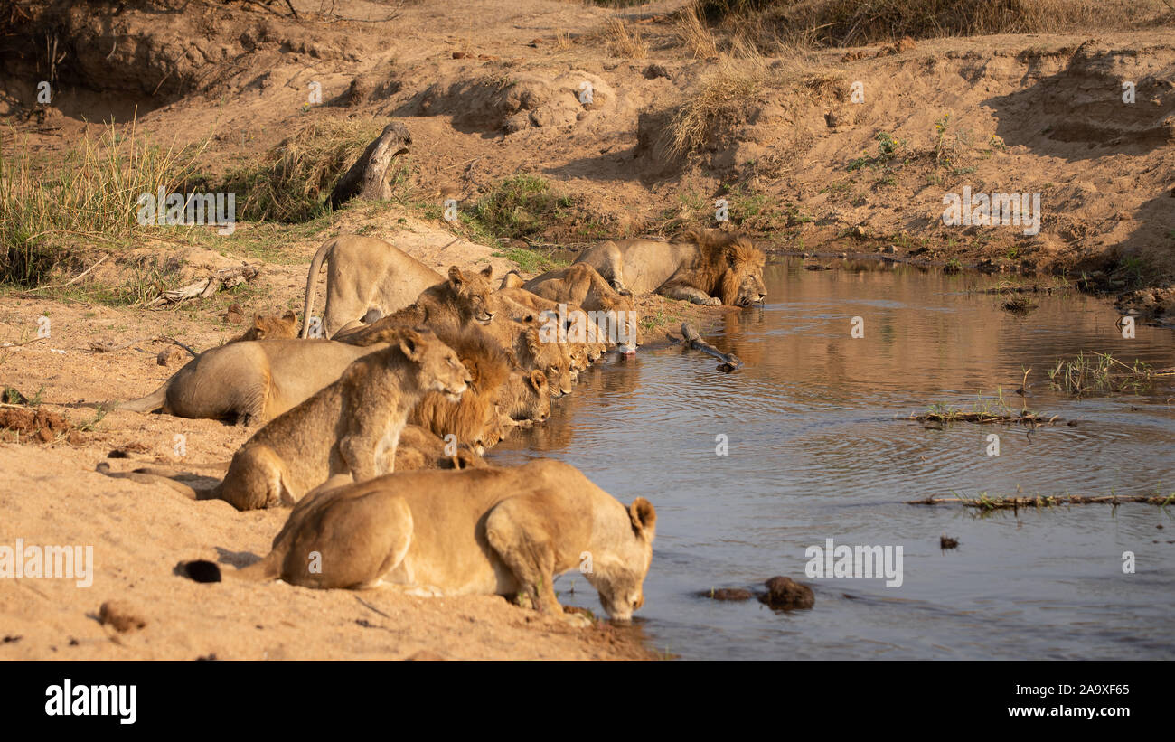 A pride of lions, Panthera leo, crouch down together in a line and ...