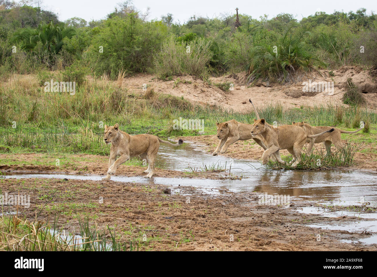 Jumping over a stream of water hi-res stock photography and images - Alamy