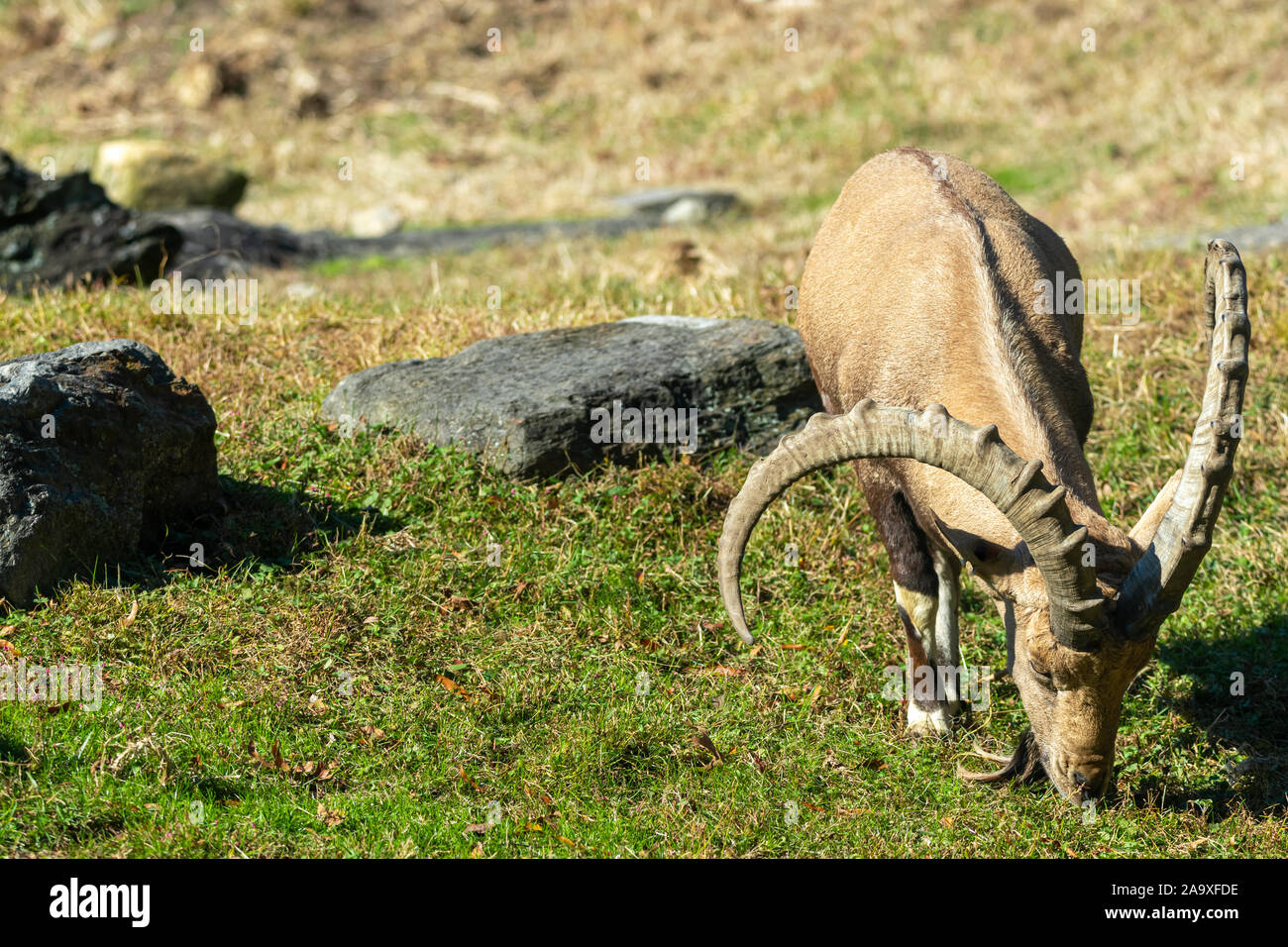 Sheep horn hi-res stock photography and images - Alamy