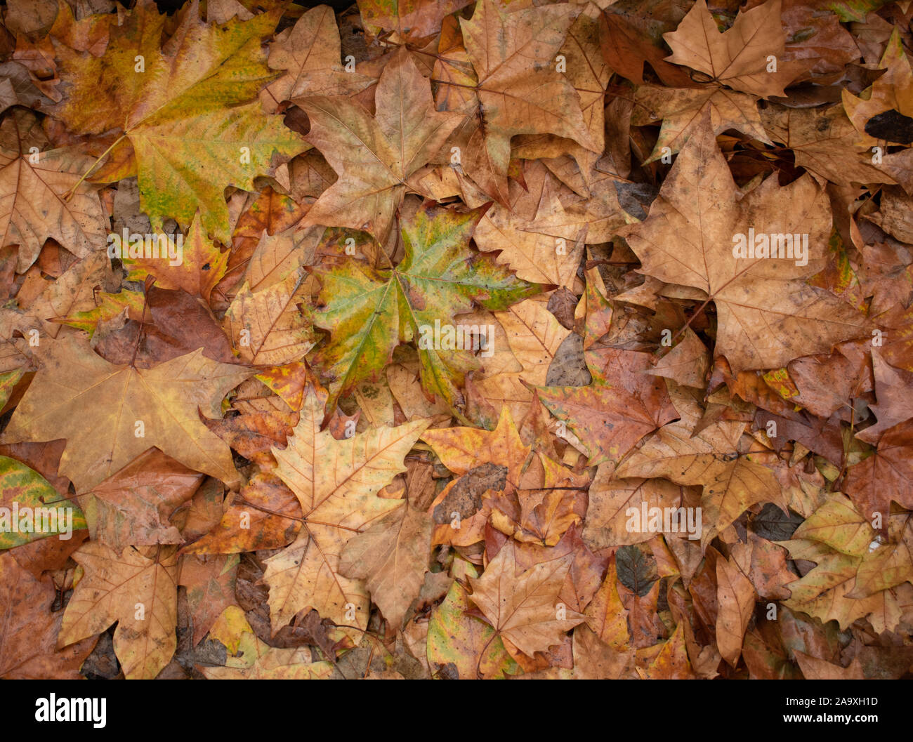 Wet autumn colored leaves background. Colorful background image of ...