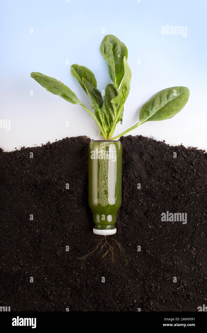 Sprouted detox drink from black soil to blue sky Stock Photo - Alamy