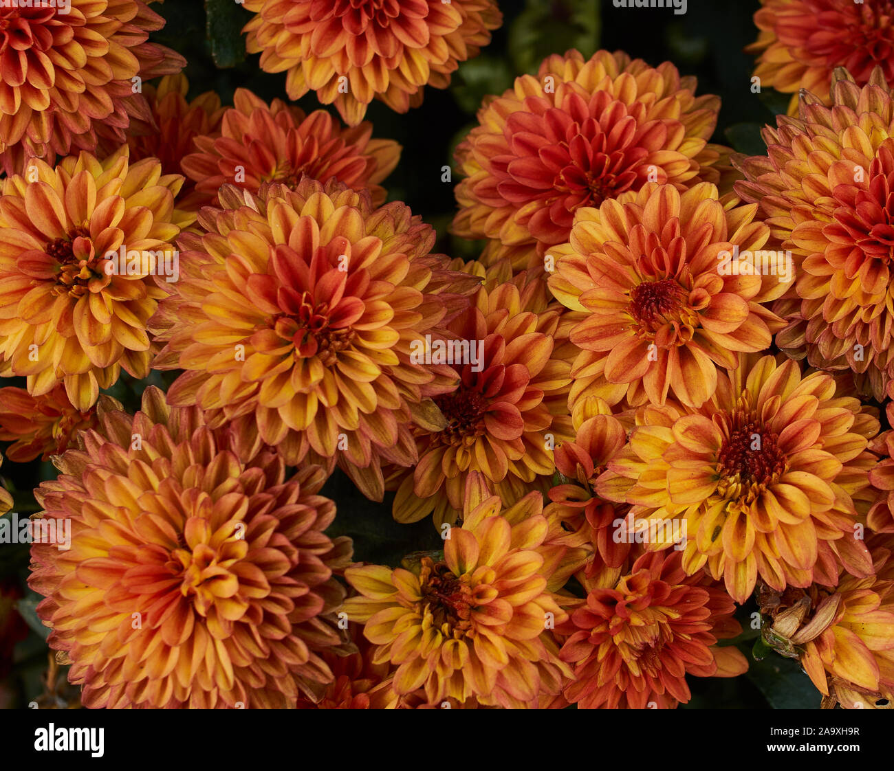 Orange color chrysanthemum flower in bloom Stock Photo - Alamy