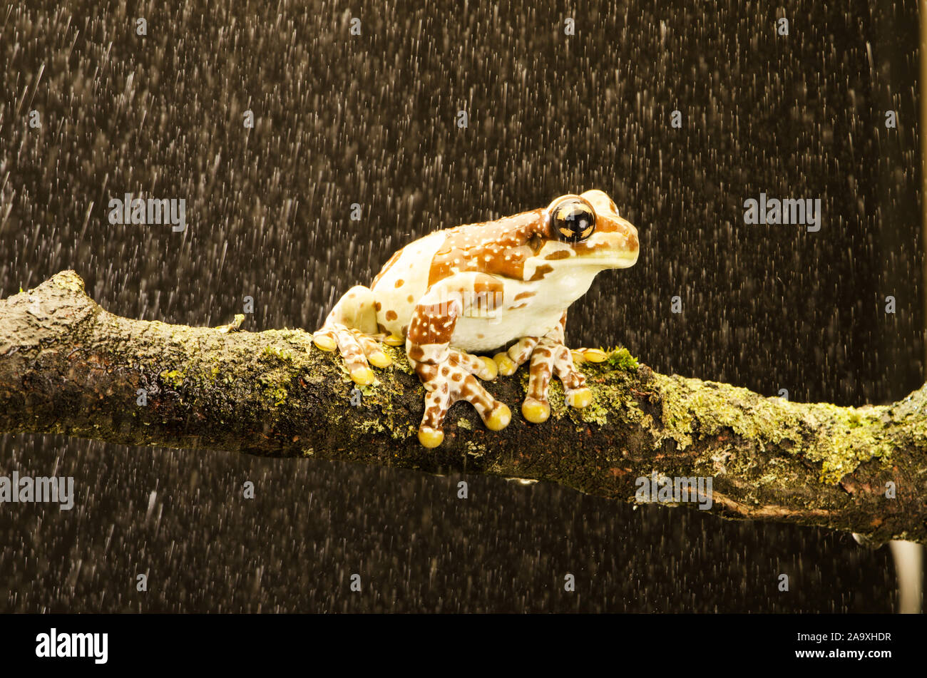 Amazon Milk Frog - Adult (Trachycephalus resinifictrix Stock Photo - Alamy