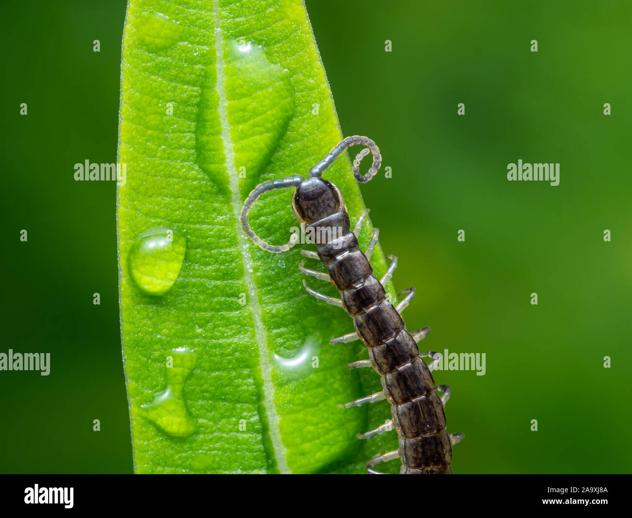 Macro Photography of Little Centipede is Climbing on Green Leaf Stock ...