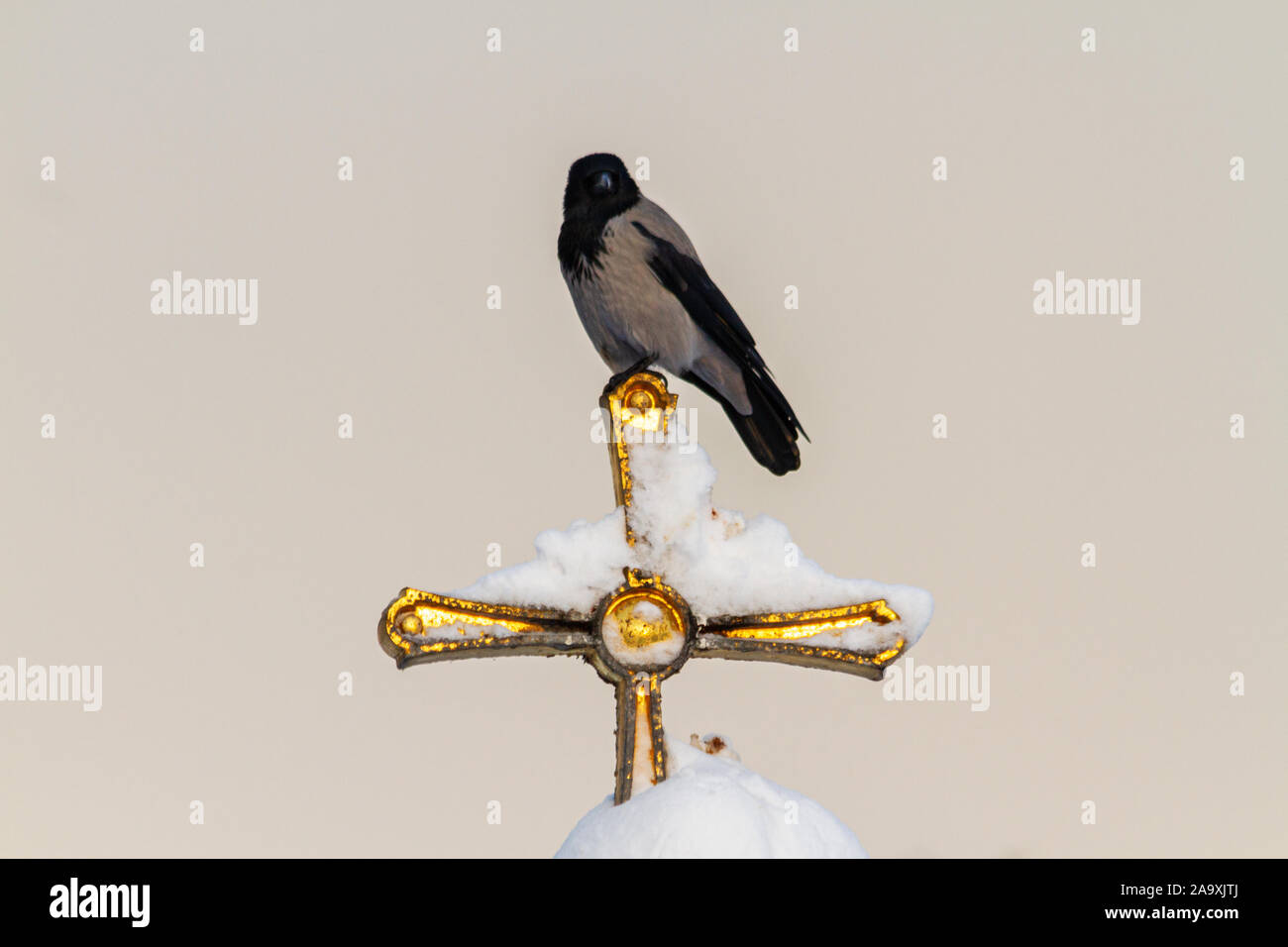 crow sitting on a snowy golden cross Stock Photo - Alamy