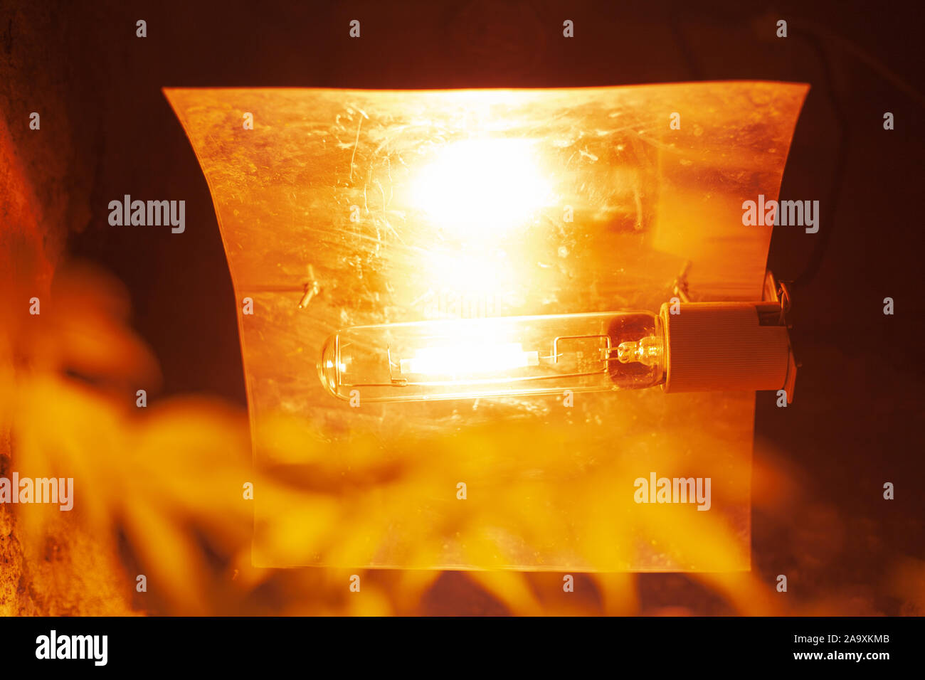 cannabis growing lamp.indoor lighting for plants closeup Stock Photo ...