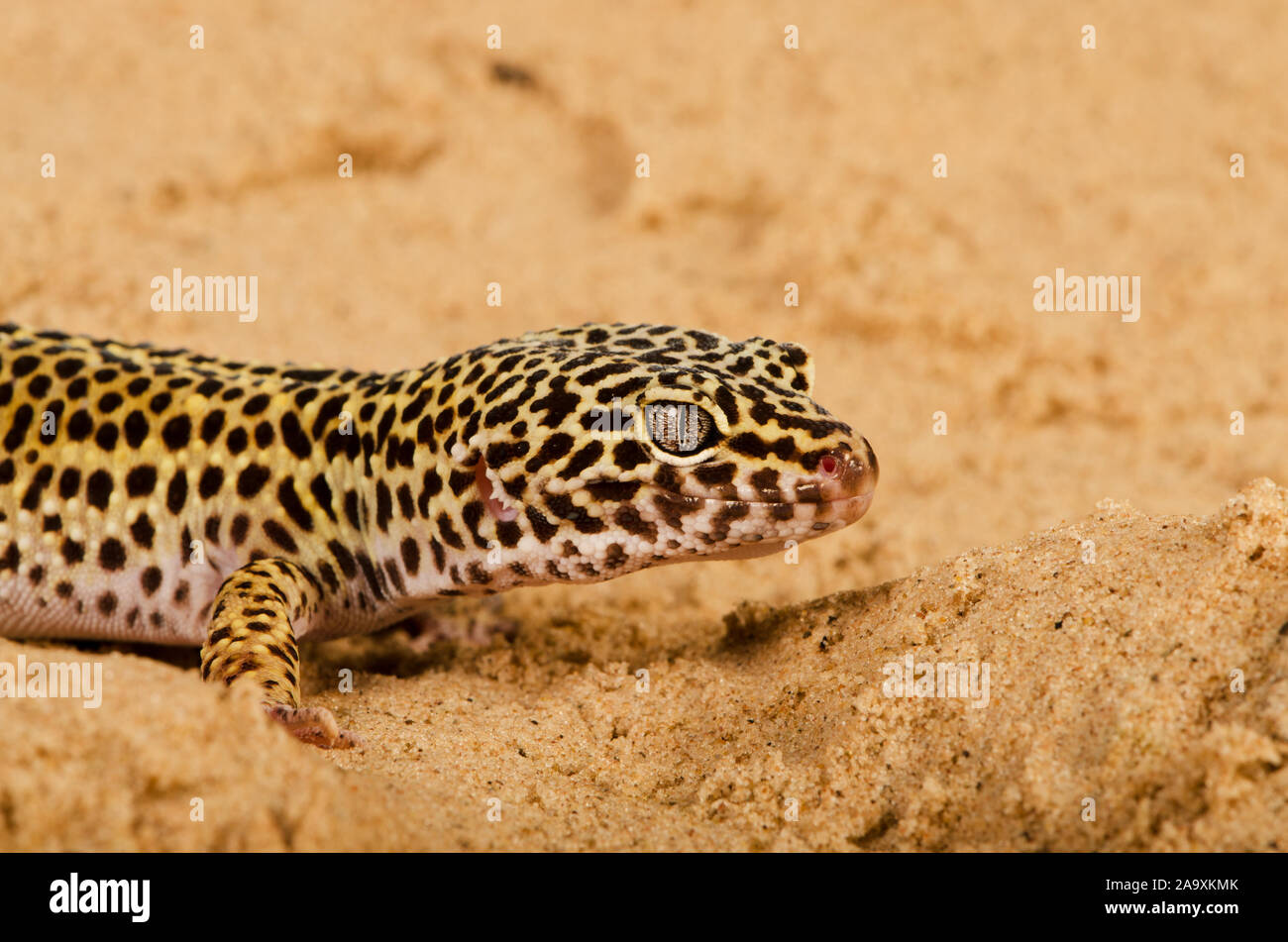 Leopard Gecko (Eublepharis macularius Stock Photo - Alamy