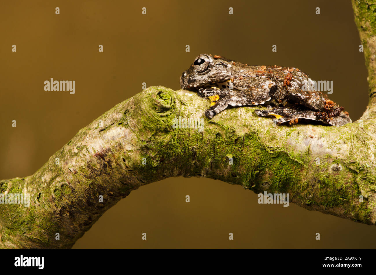 Marbled Tree Frog (Dendropsophus marmoratus Stock Photo - Alamy