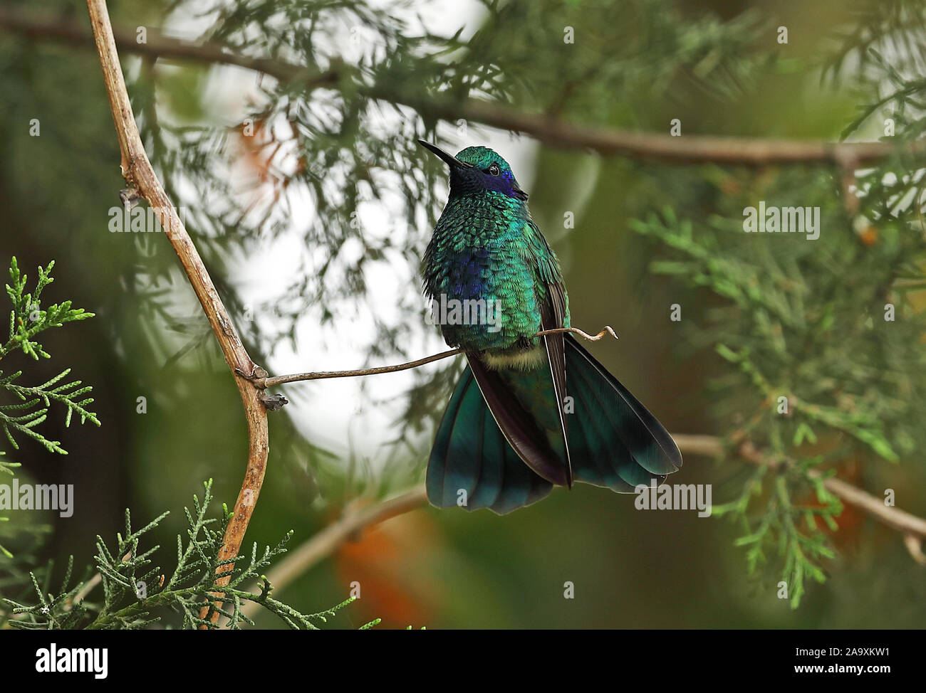 Sparkling Violet-ear (Colibri coruscans coruscans) adult perched on twig with tail fanned Puembo ...