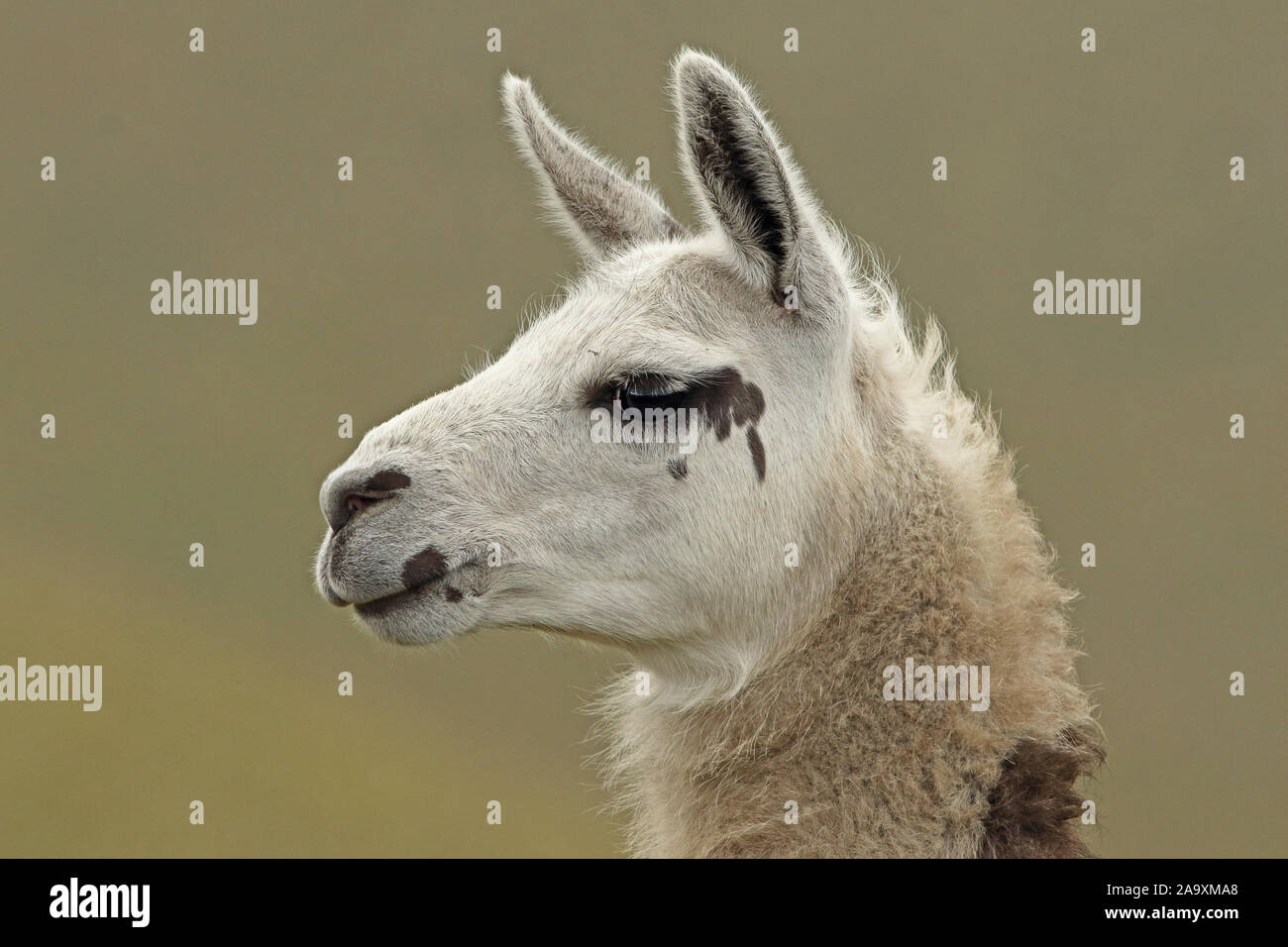Llama (Lama glama) close up of head on domestic animal Ecuador February ...