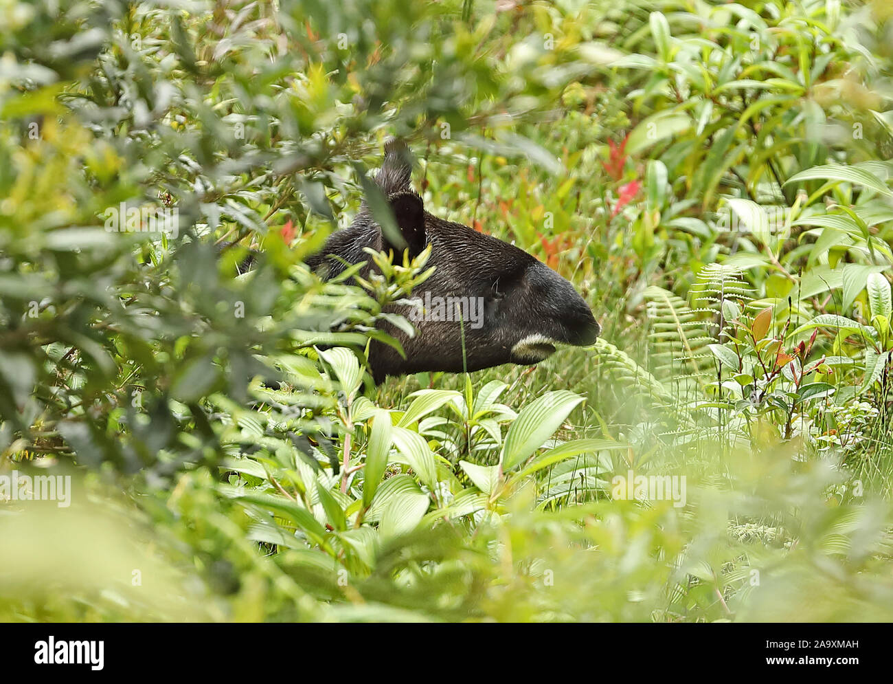 Mountain Tapir (tapirus pinchaque) adult feeding in dense vegetation ...