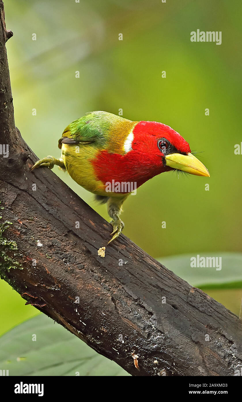 Nono mindo road hi-res stock photography and images - Alamy