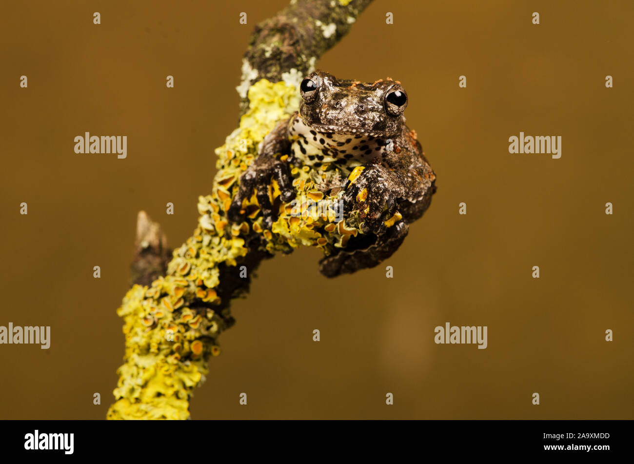 Dendropsophus marmoratus hi-res stock photography and images - Alamy