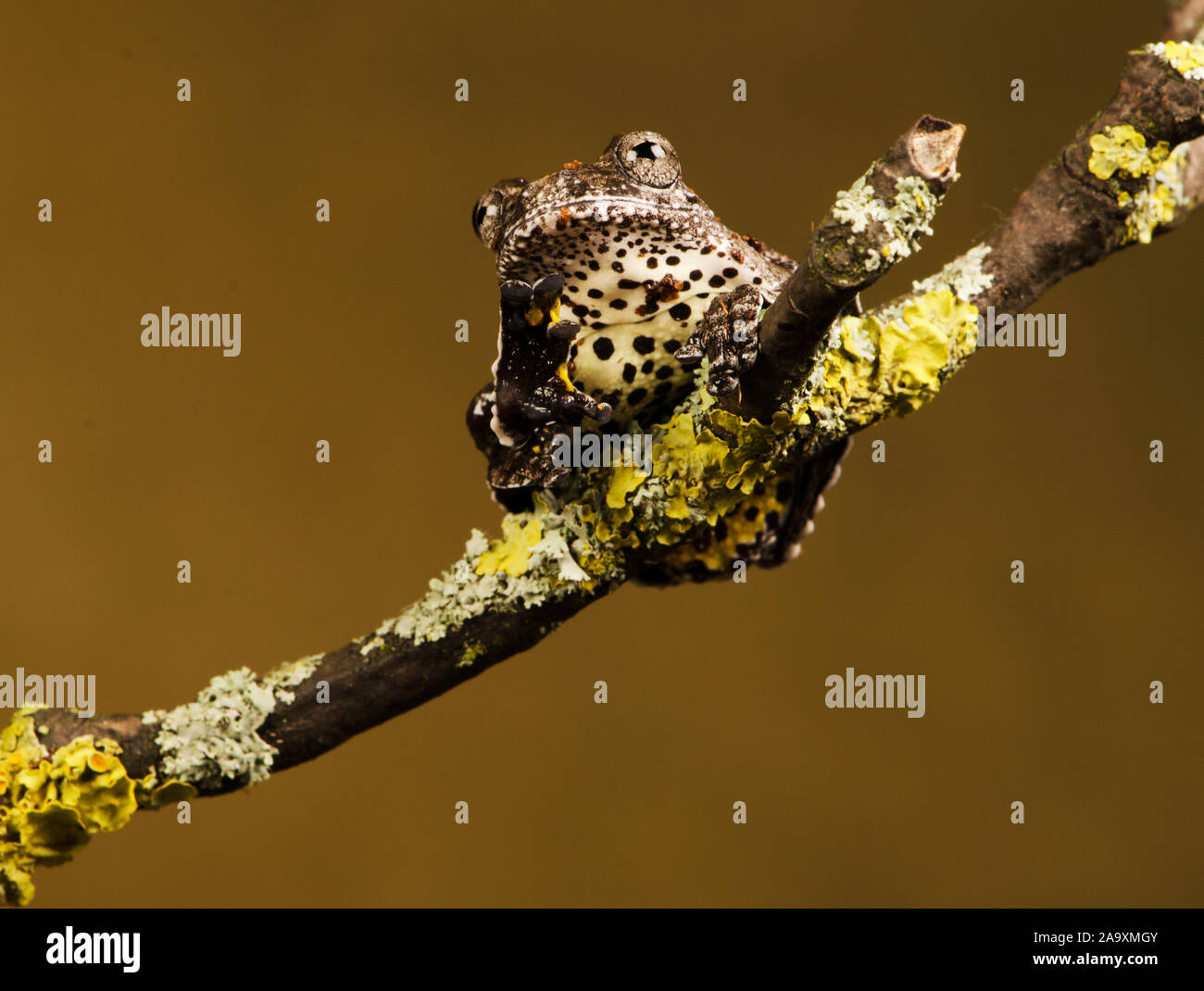 Marbled Tree Frog (Dendropsophus marmoratus Stock Photo - Alamy