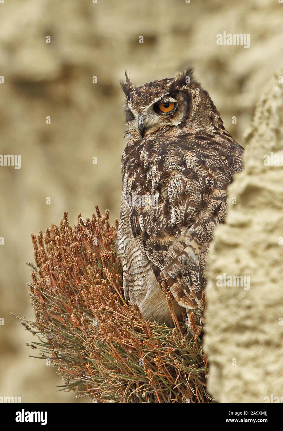 Magellanic Horned Owl (Bubo magellanicus) adult perched on ledge on ...