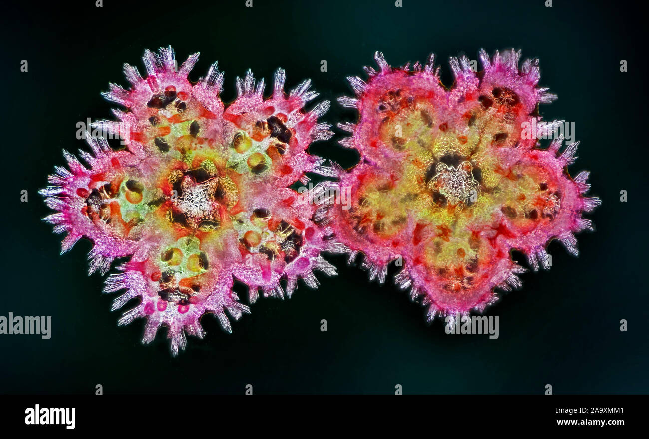 Asterina gibbosa, the starlet cushion star, is a species of starfish in ...