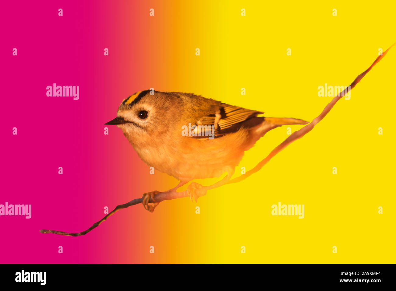 Blue bird bright hi-res stock photography and images - Alamy