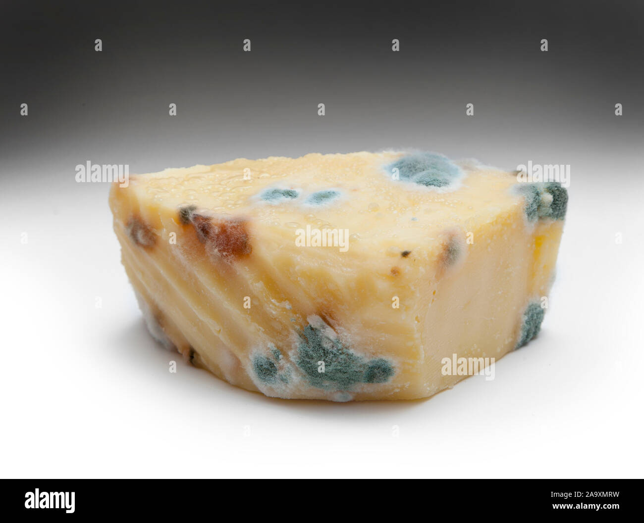 Moldy American Cheese