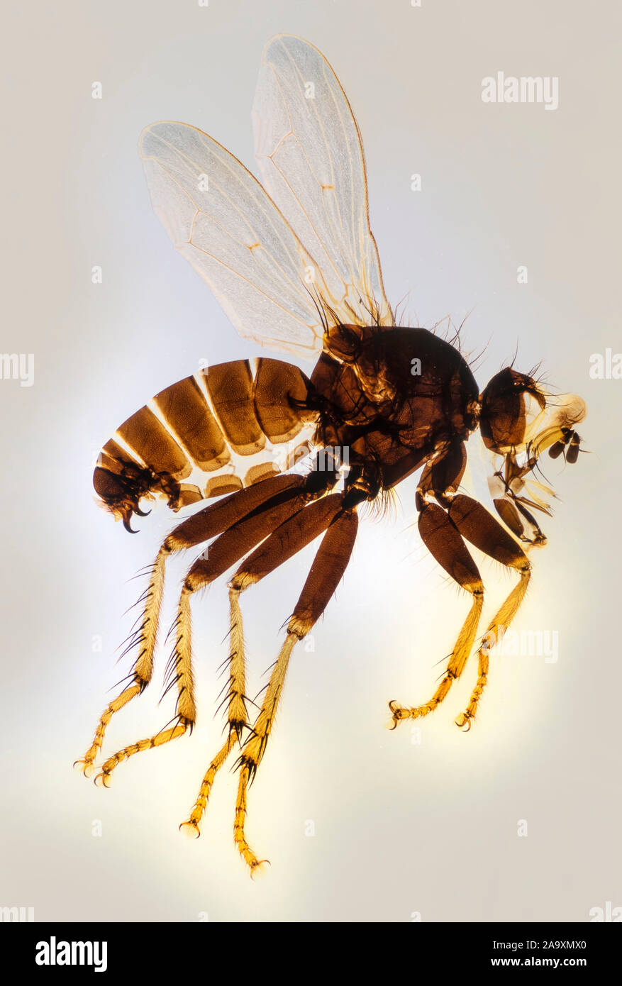 Scathophaga stercoraria, commonly known as the yellow dung fly or the ...