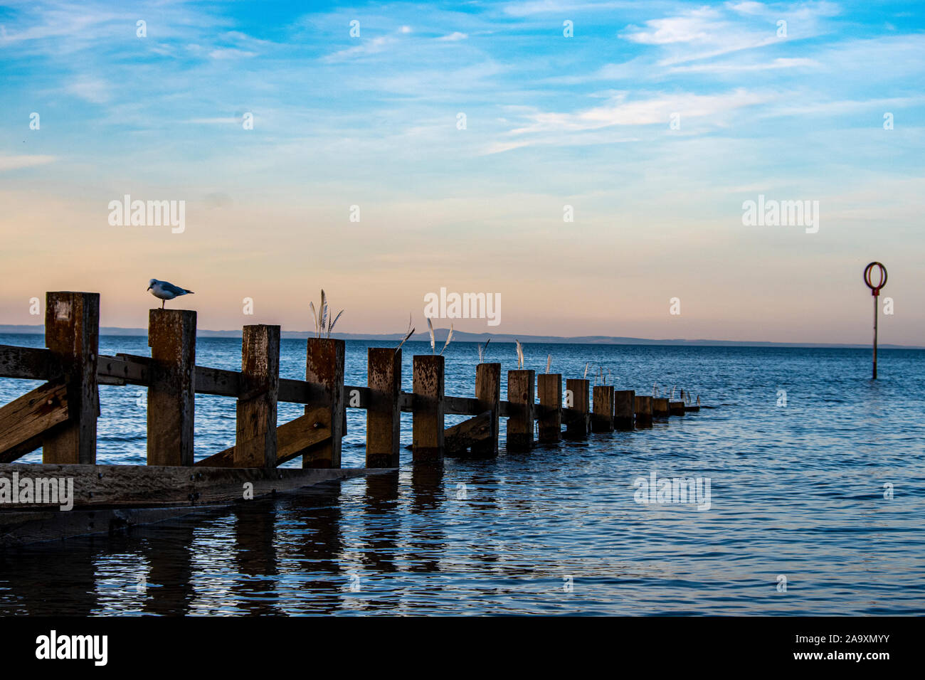 The Bird and The Pier in Portobello Beach, Edinburgh Stock Photo - Alamy