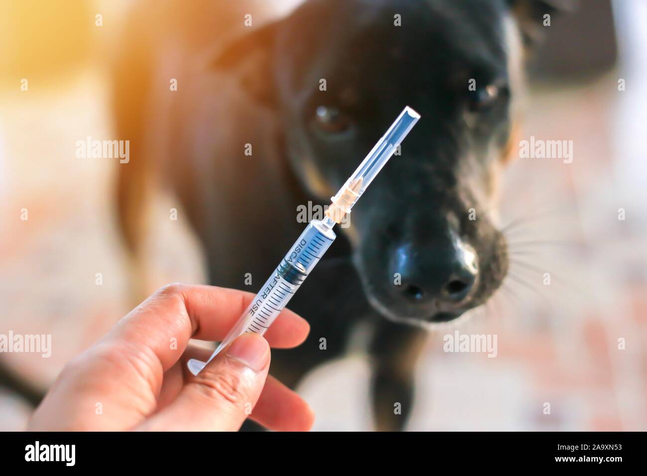 Medical hand holding needle syringe hypodermic drug vaccine rabies ...
