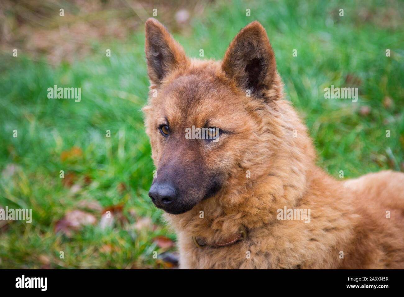 Altdeutscher Hütehund - Westerwälder Kuhhund / Old German Shepherd Dog ...