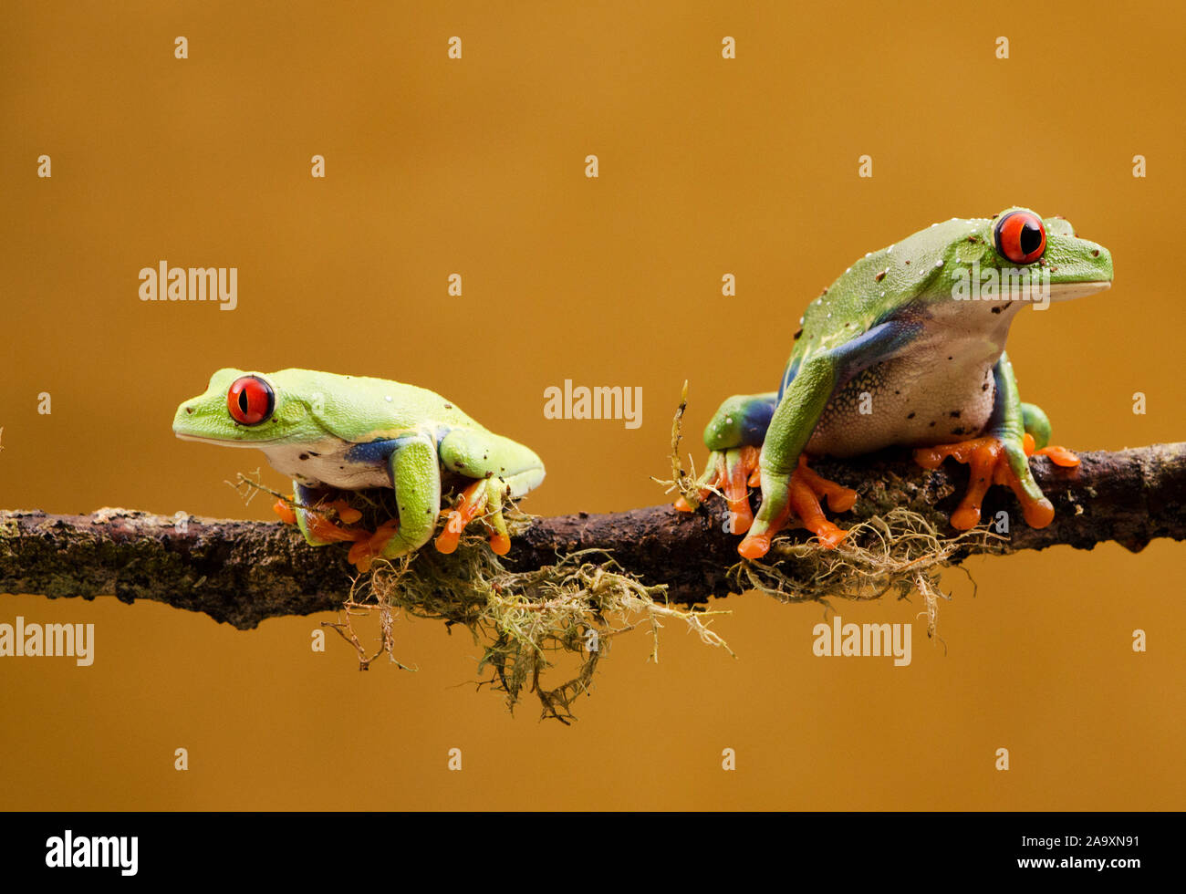 Red Eyed Green Tree Frog - Pair (Agalychnis callidryas Stock Photo - Alamy