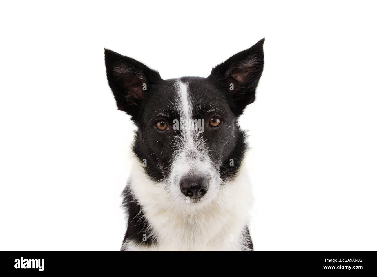 portrait serious or angry border collie dog. Isolated on white ...