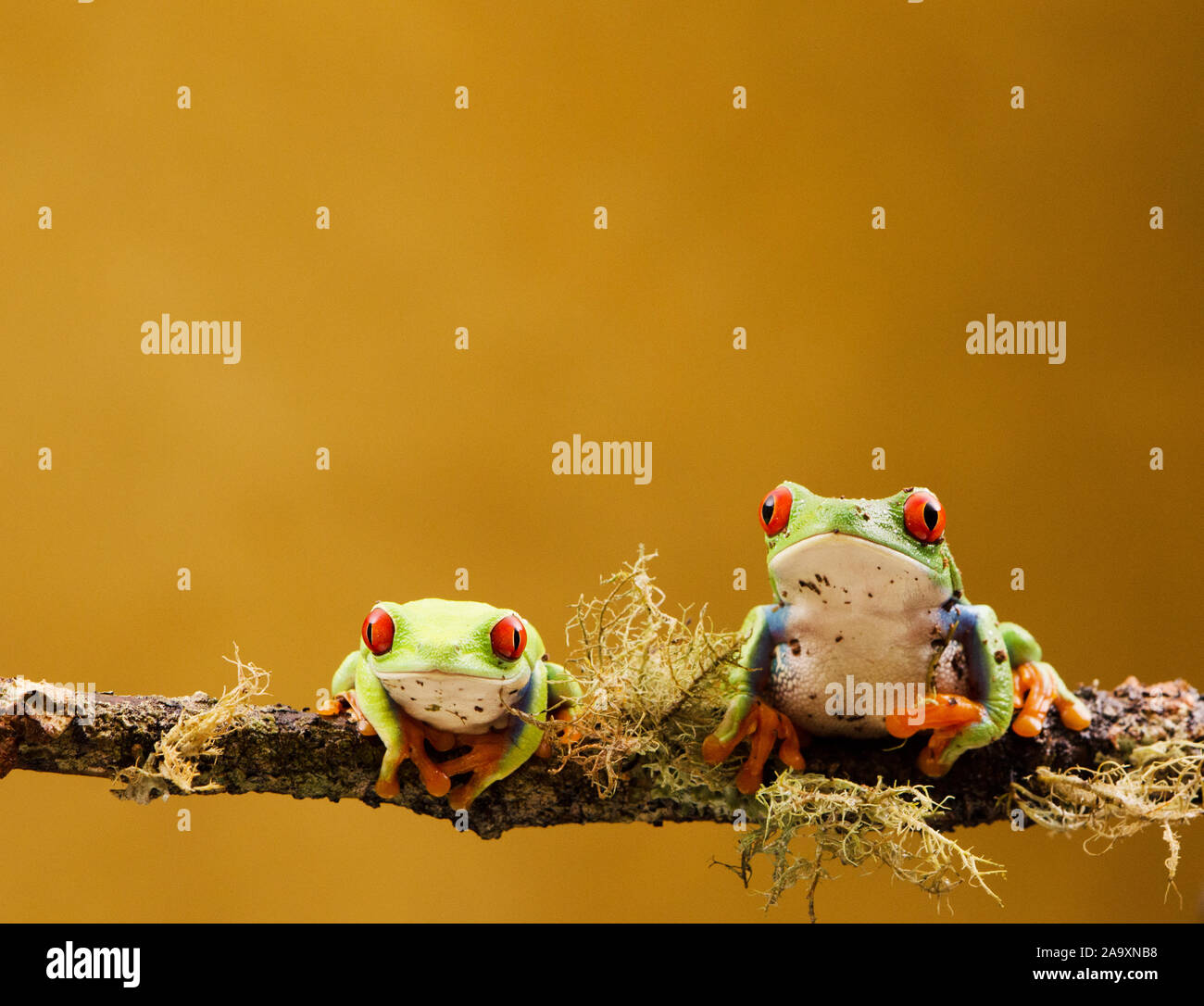 Red Eyed Green Tree Frog - Pair (Agalychnis callidryas Stock Photo - Alamy