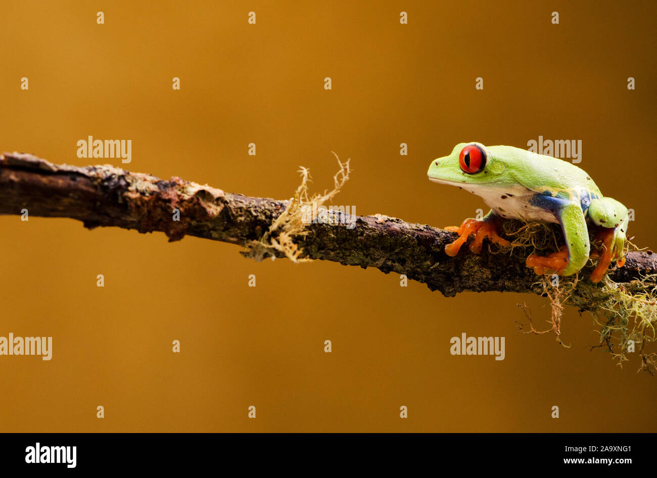 Red Eyed Green Tree Frog (Agalychnis callidryas Stock Photo - Alamy