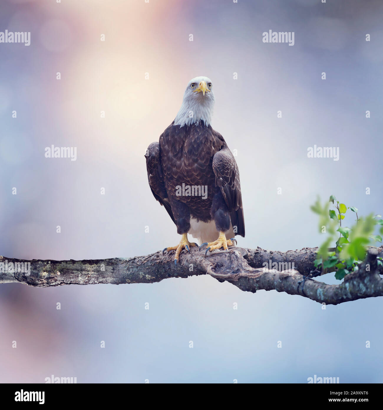 Bald eagle perching hi-res stock photography and images - Alamy