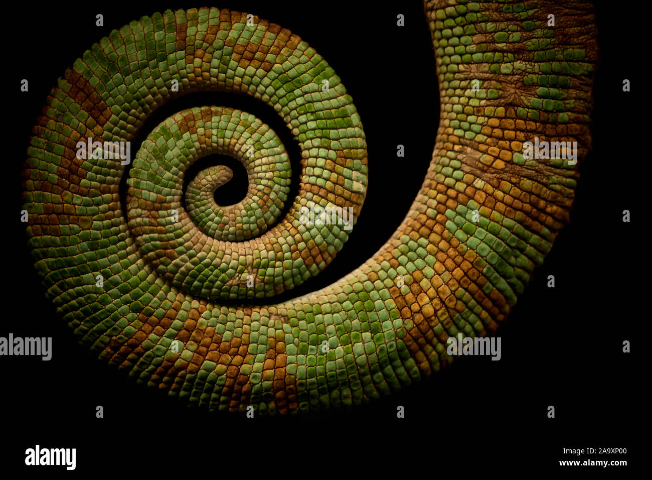 Curled up tail hi-res stock photography and images - Alamy